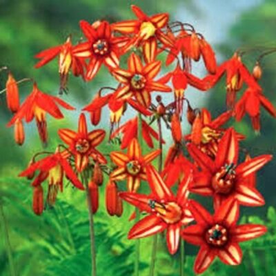 Bessera elegans o gotas de coral - CONADEIP