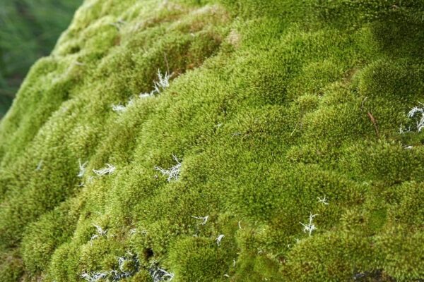 Clasificación y propiedades de las plantas de musgo. - Conade IP
