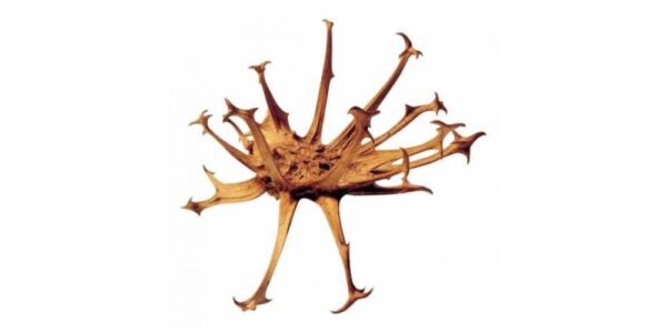 Harpagofito o garra del diablo - CONADEIP