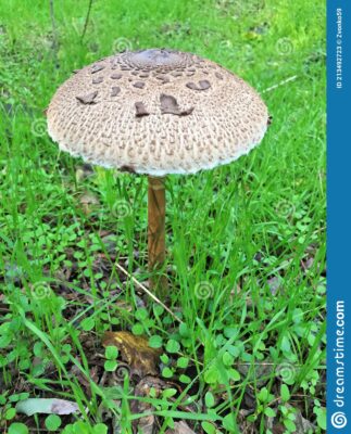 La sombrilla, el hongo comestible más delicioso - CONADEIP