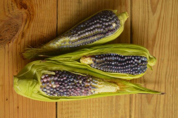 Maíz azul (Zea mays) | Jardinería en - Conade IP