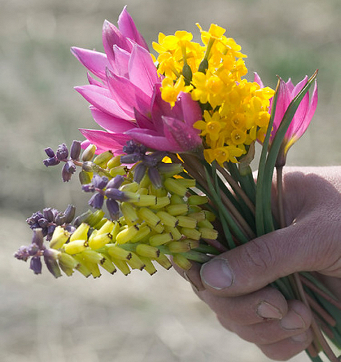 Muscari macrocarpum 'Golden Fragrance' (jacinto de uva) - Conade IP