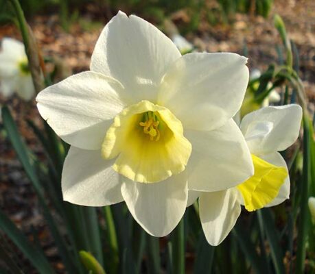 Narciso 'Silver Smiles' (Jonquil Narciso) - CONADEIP