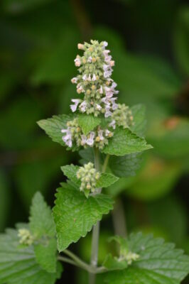 Nepeta cataria (hierba gatera) - CONADEIP