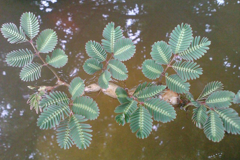 Neptunia oleracea (watermimosa) - Conade IP