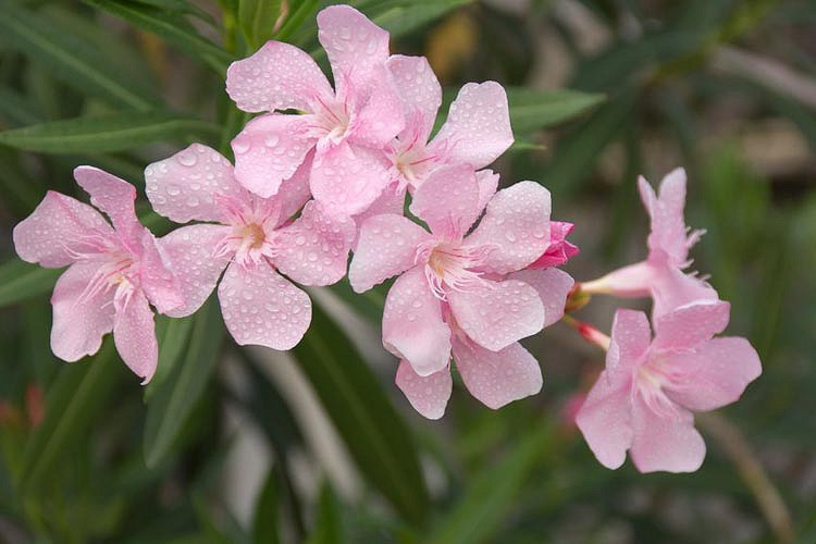 Nerium Oleander 'Hardy Pink' (adelfa) - CONADEIP
