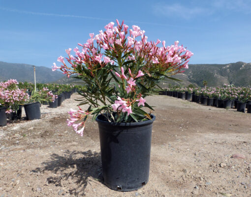Nerium Oleander 'Petite Pink' (Adelfa) - CONADEIP