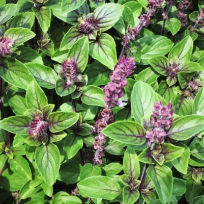 Ocimum basilicum 'Persian' (albahaca persa) - CONADEIP