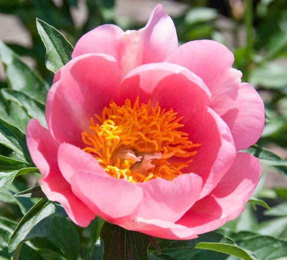 Paeonia 'Beautiful Rose' (peonía) - CONADEIP