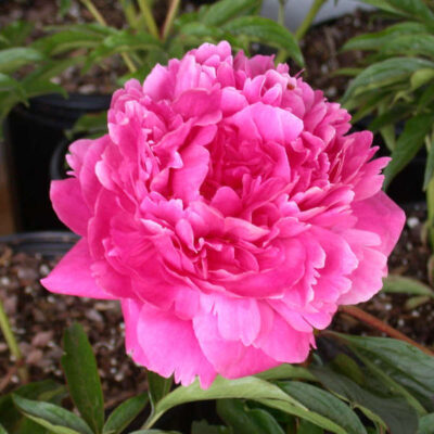 Paeonia 'Kansas' (peonía) - CONADEIP
