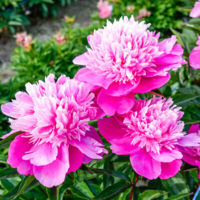 Paeonia lactiflora 'Edulis Superba' (Peonía) - CONADEIP