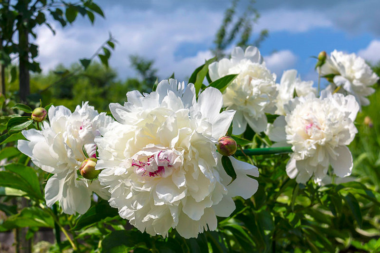 Paeonia lactiflora 'Festiva Maxima' (Peonía) - CONADEIP