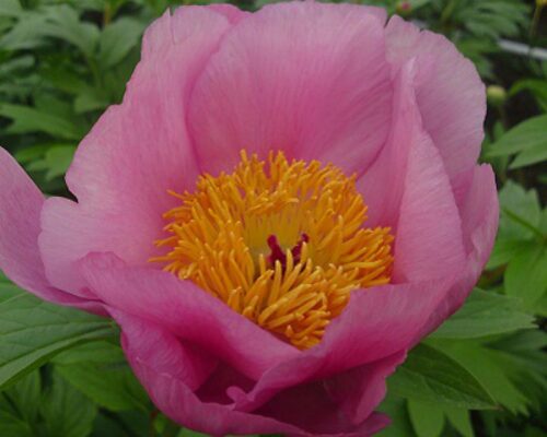 Paeonia 'Roselette' (Peonía) - CONADEIP