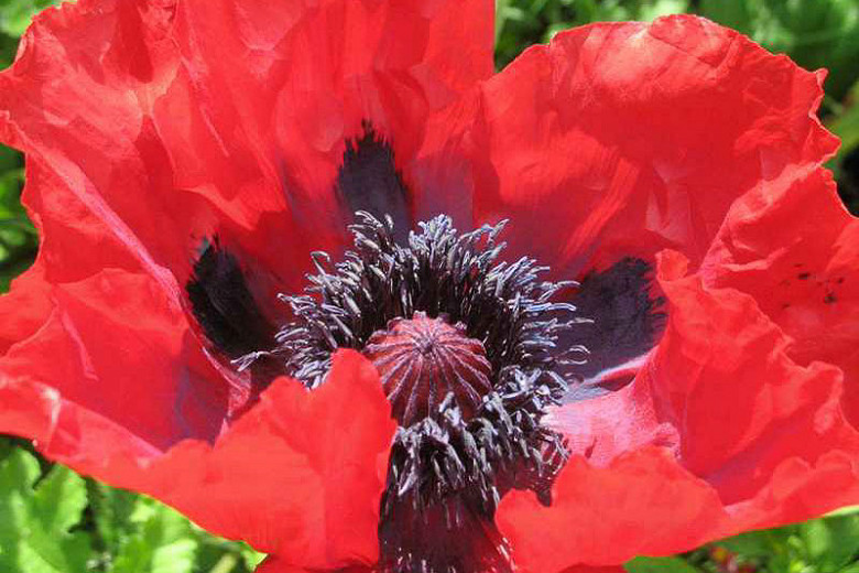 Papaver orientale 'Belleza de Livermere' (Amapola oriental) - Conade IP