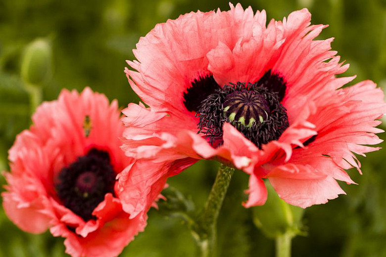 Papaver orientale 'Turkenlouis' (amapola oriental) - Conade IP