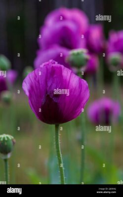 Papaver somniferum 'Azul húngaro' (adormidera) - Conade IP