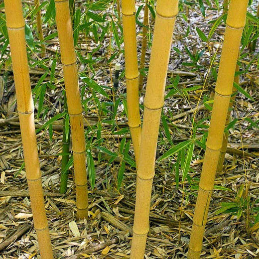 Phyllostachys bambusoides 'Holochrysa' (Bambú Allgold) - CONADEIP
