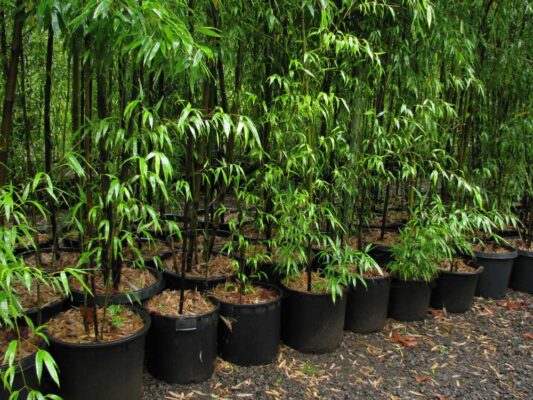 Phyllostachys nigra (bambú negro) - CONADEIP