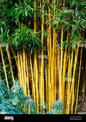 Phyllostachys vivax f. Aureocaulis (bambú de madera chino dorado ...