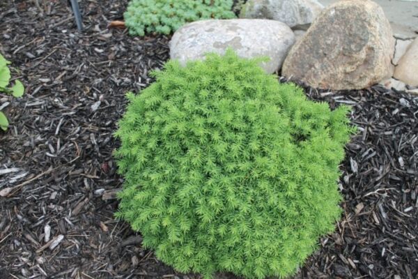 Picea abies 'Little Gem' (abeto de Noruega) - CONADEIP