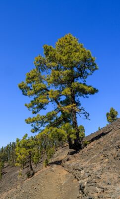 Pino canario o Pinus canariensis y sus características - CONADEIP