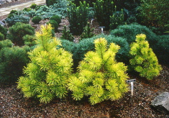Pinus contorta 'Chief Joseph' (pino) - CONADEIP
