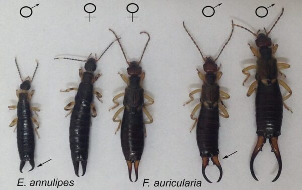 Plaga tijereta: ciclo de vida, cómo encontrarla y matarla - CONADEIP