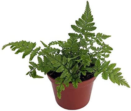 Polystichum tsussimense (helecho de roca coreano) - CONADEIP
