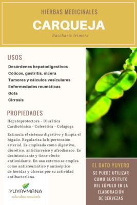 Propiedades, usos y propiedades medicinales de la carqueja - CONADEIP