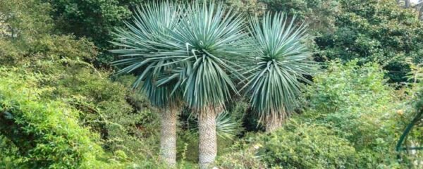 Propiedades y cuidados de la yuca rostrata - CONADEIP