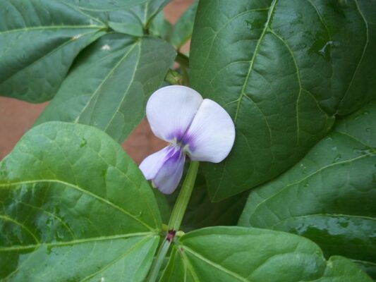 Propiedades y cultivo del frijol (Phaseolus vulgaris) - CONADEIP