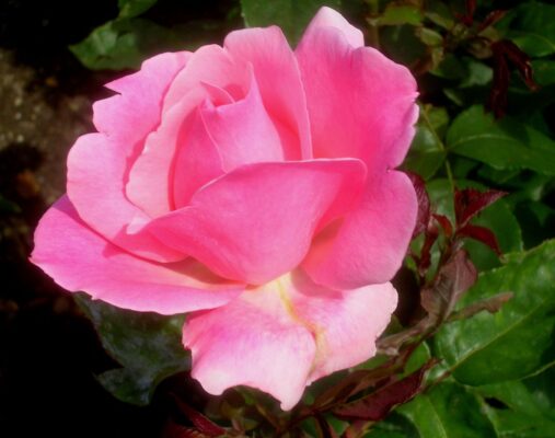 Rosa Queen Elizabeth, una flor de pétalos grandes y muy vistosa - CONADEIP