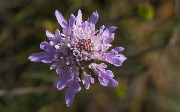 Scabiosa atropurpurea: características, cuidados, cultivo, plagas y ...