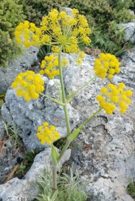 Silfio, la planta medicinal que se volvió tan valiosa como el oro ...