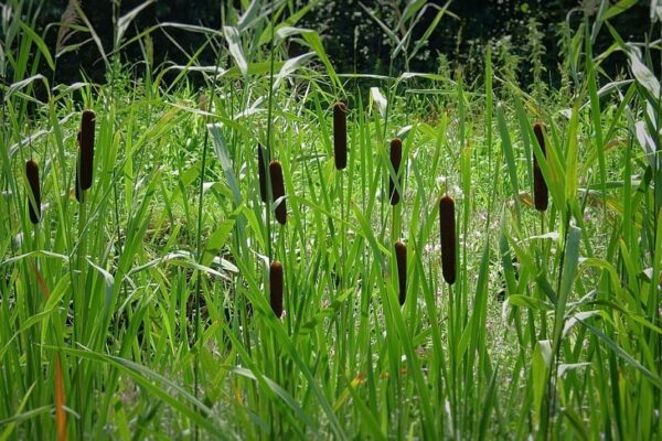 Typha o Anea: características, variedades, cuidados, origen, cultivo y ...