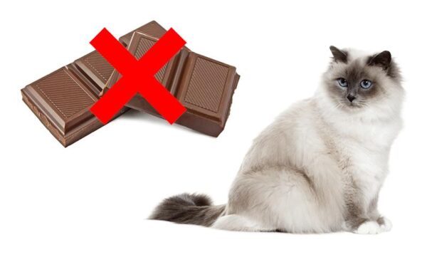 Los gatos pueden comer chocolate? - CONADEIP