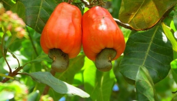 Qué beneficios tiene el jugo de marañón - CONADEIP