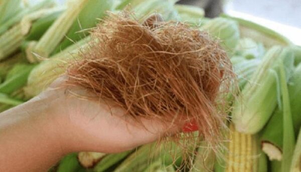 Qué beneficios tiene el pelo de elote - CONADEIP