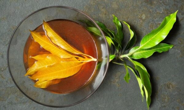 Qué beneficios tiene el té de hoja de mango - CONADEIP