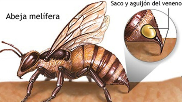 Qué beneficios tiene el veneno de abeja - CONADEIP