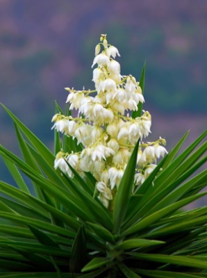 Qué beneficios tiene la flor de izote - CONADEIP