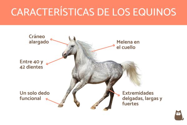 qué significa equina - CONADEIP