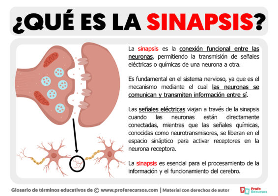 qué significa sinapsis - CONADEIP